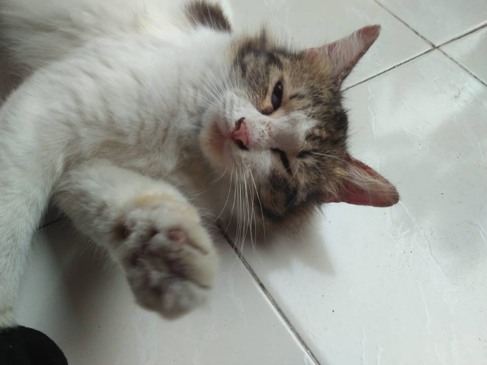 8 Tips Memilih Makanan Kucing yang Tepat