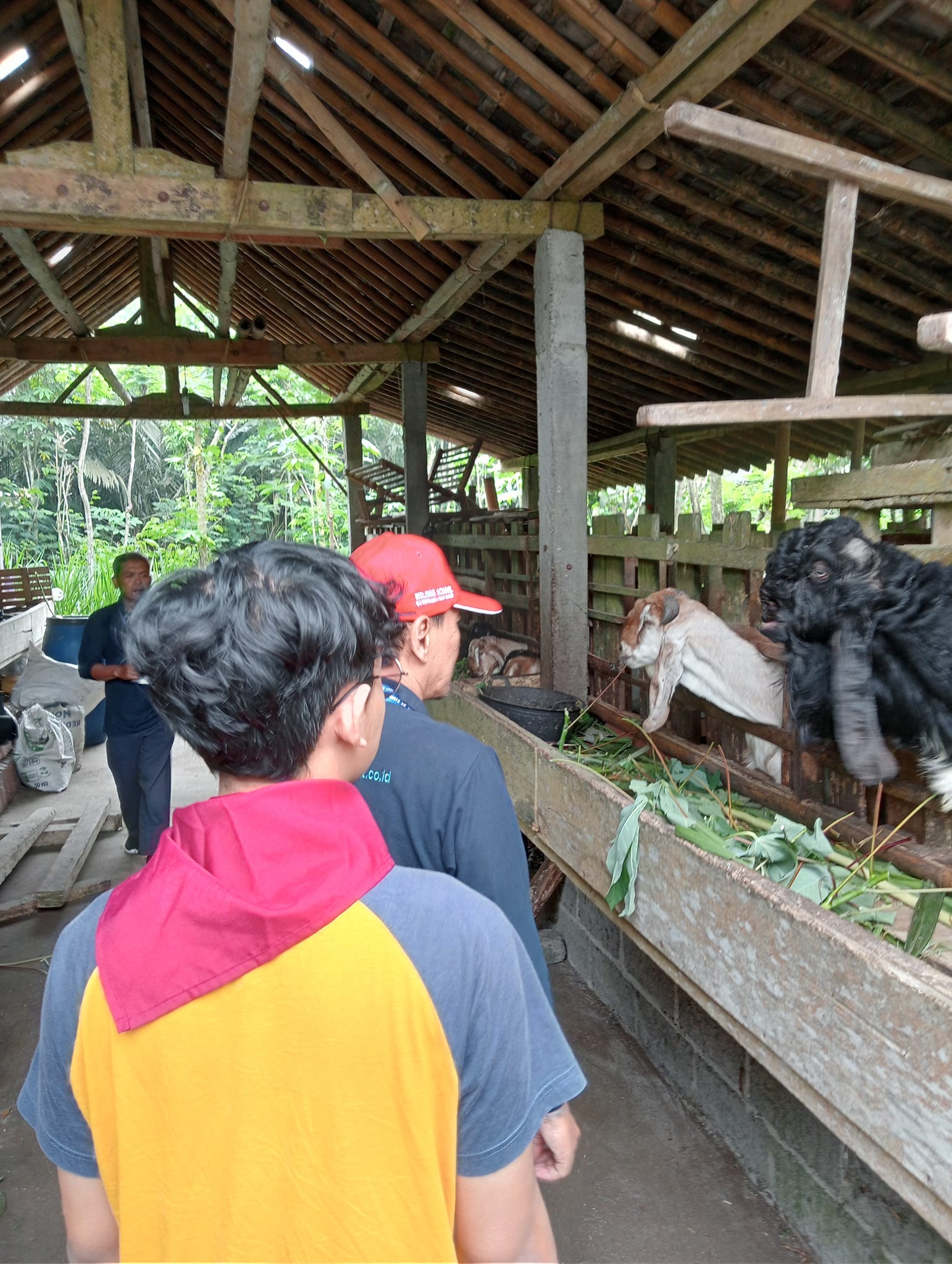Belajar Ternak & Minum Susu Kambing di Desa Nganggring Jogja